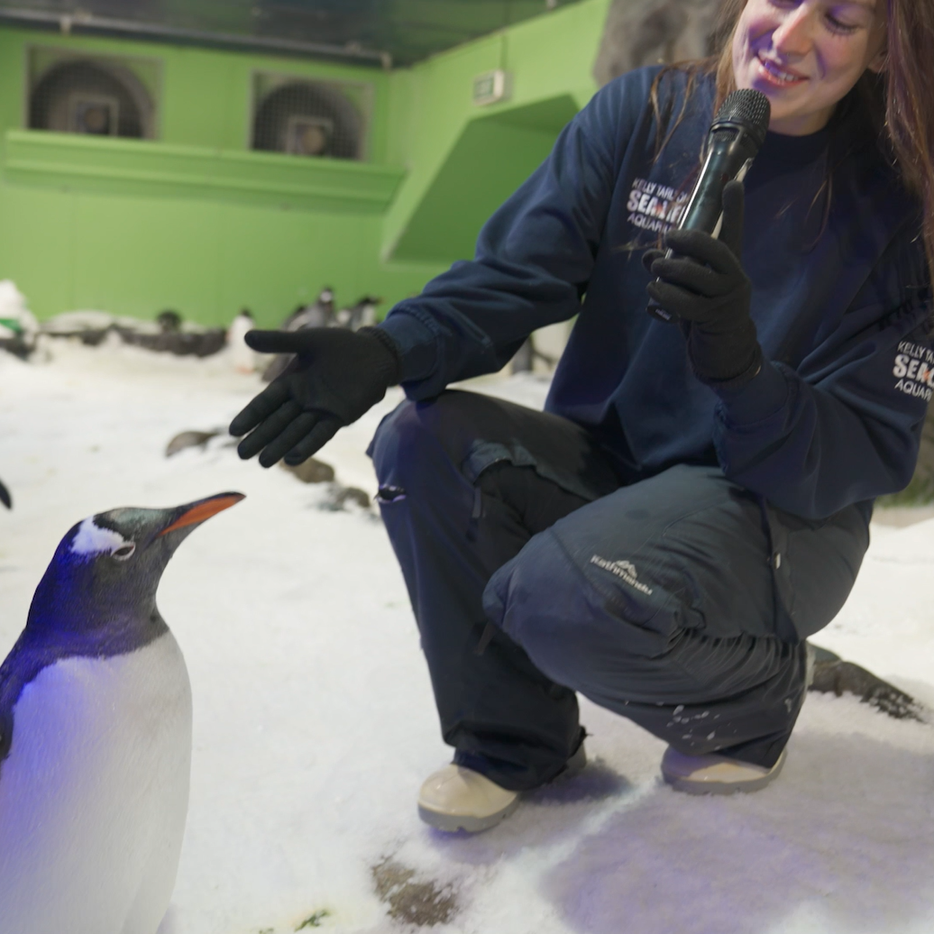 From Guest Services to Penguin Keeper