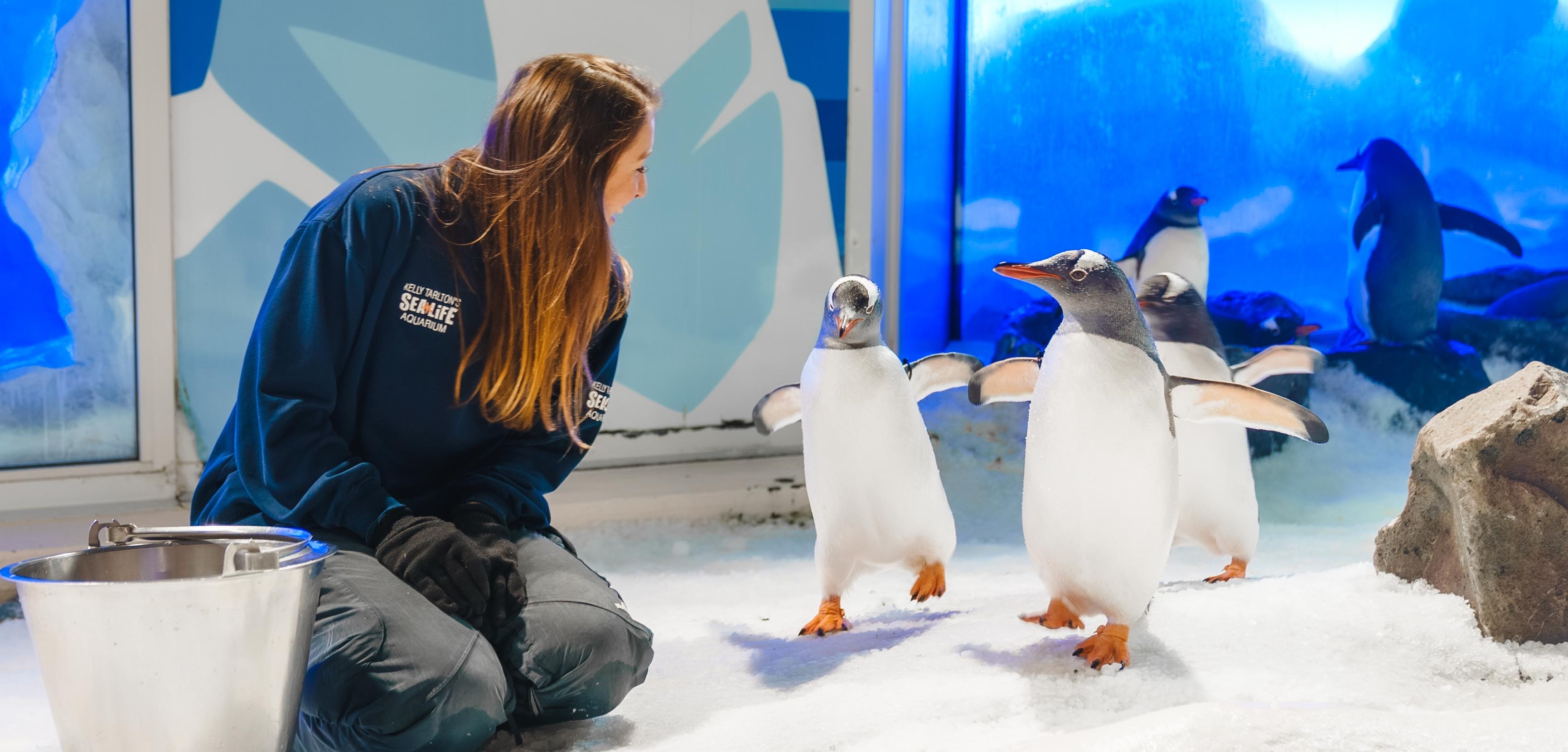 From Guest Services to Penguin Keeper